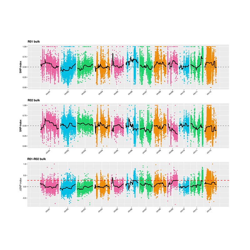 Bulked-Segregant Analysis and Its Advances: Techniques, Applications ...